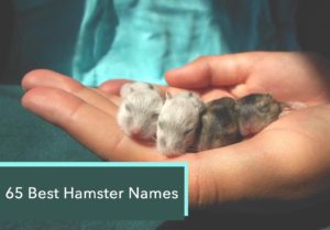 65 Best Hamster Names for a Boy or Girl – Very Many Names