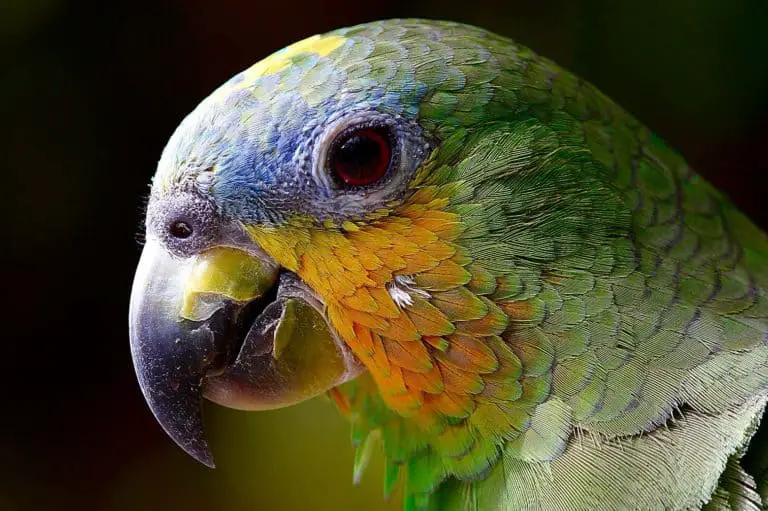Bird Names: Tips and Guidance – Very Many Names